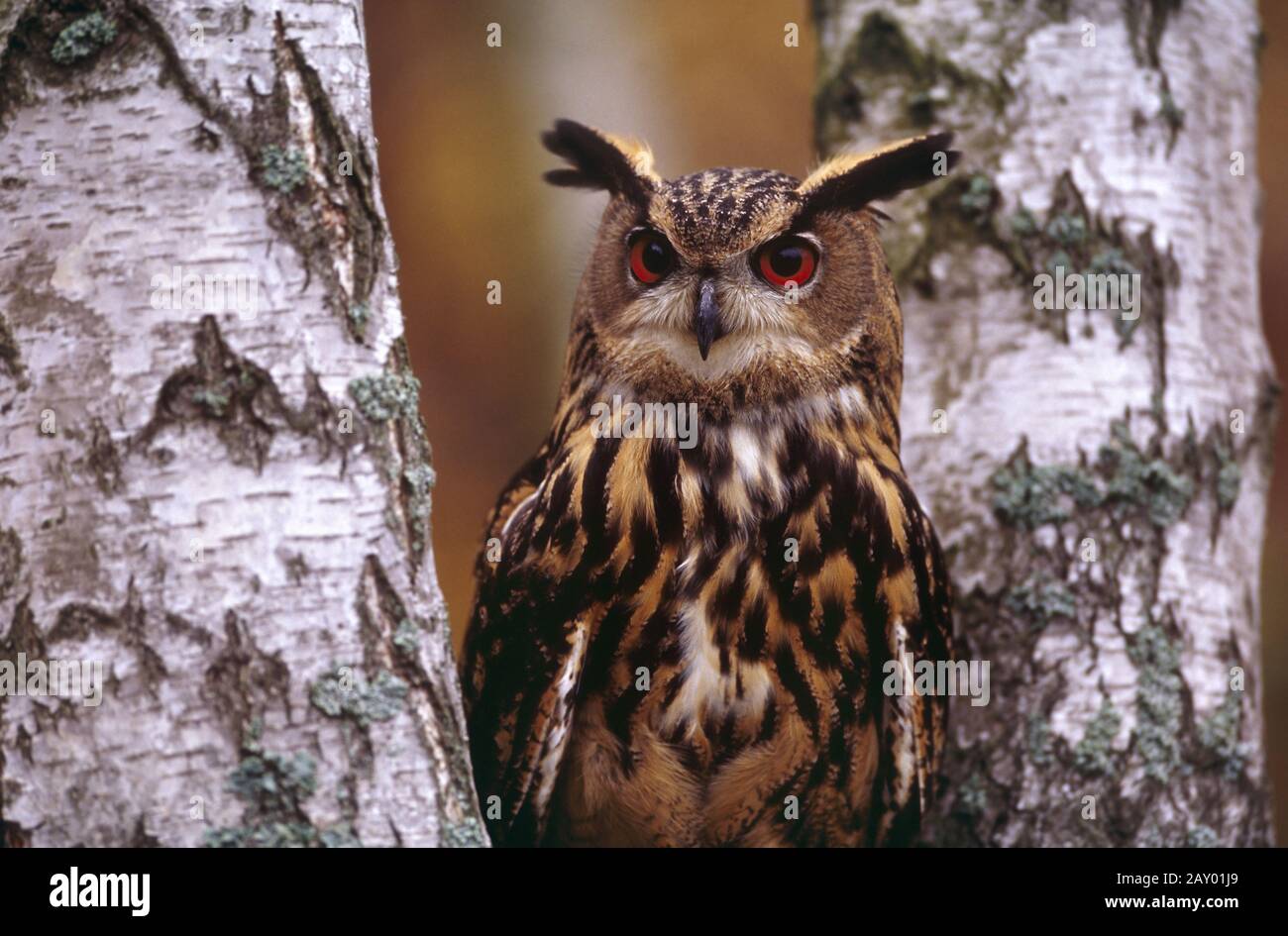 European animals hi-res stock photography and images - Alamy