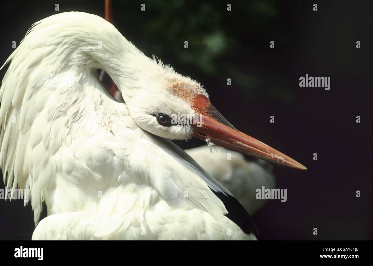 Ciconiiformes hi-res stock photography and images - Alamy