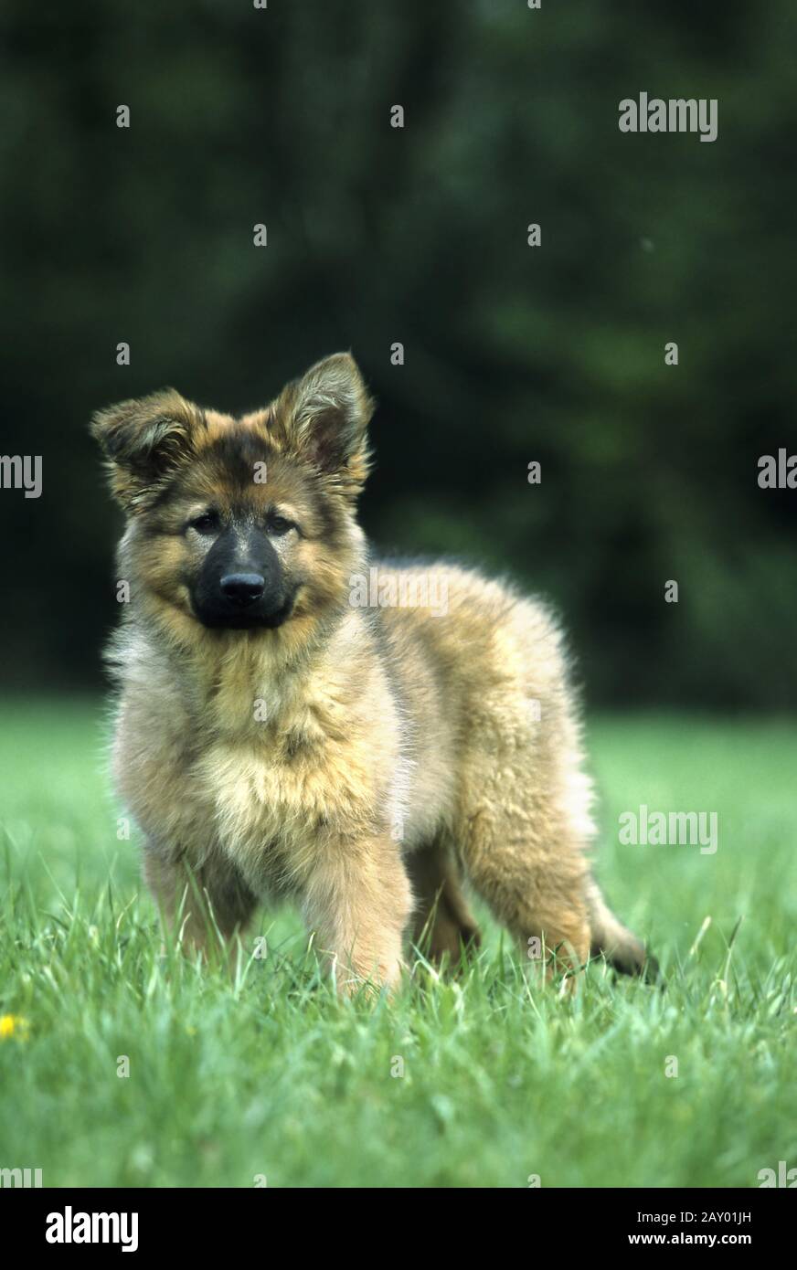old german shepherd puppy, old german shepherd whelp Stock Photo - Alamy