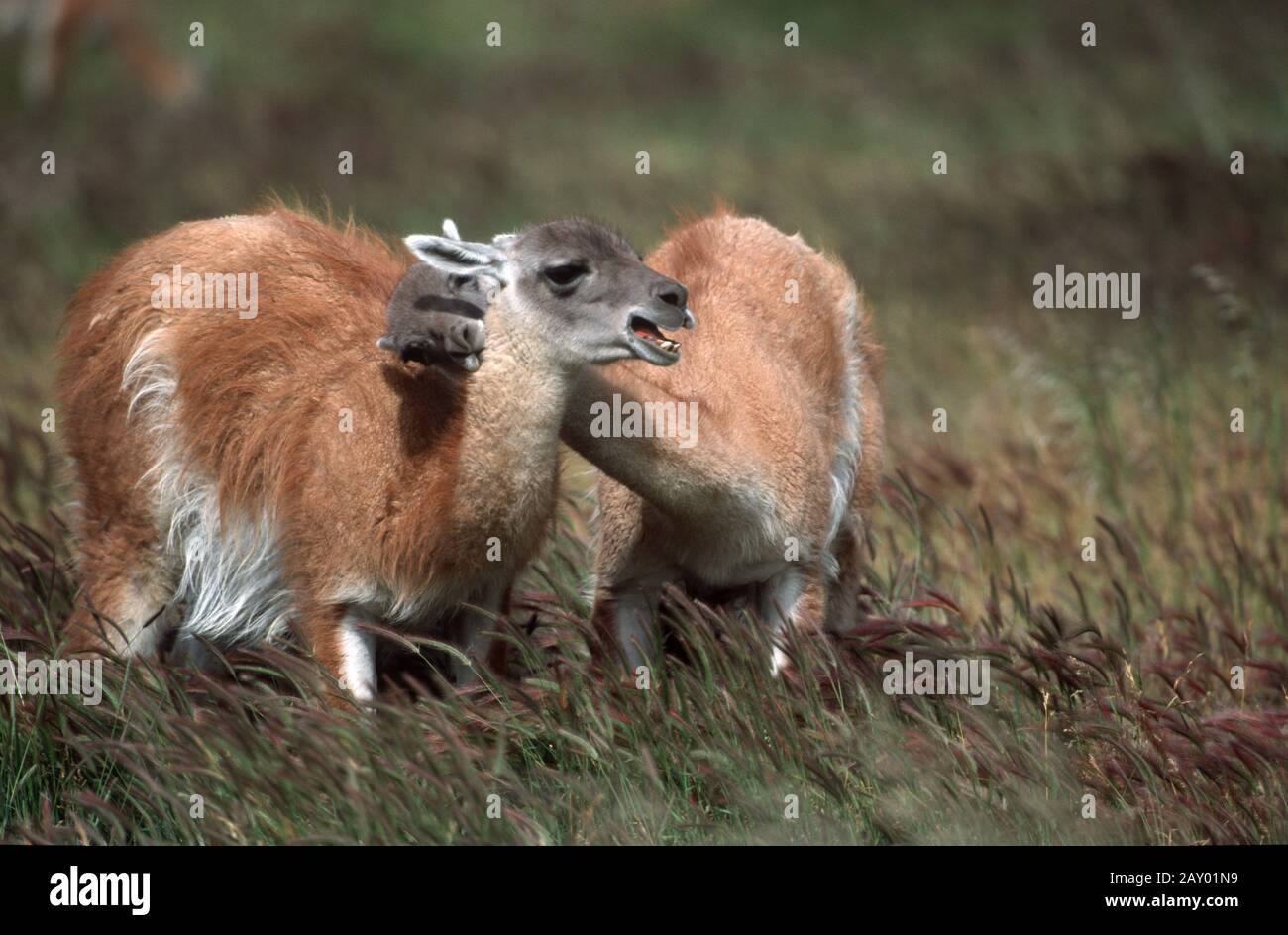 Guanako im Torres del Paine Nationalpark in Chile, Guanako, Huanako ...
