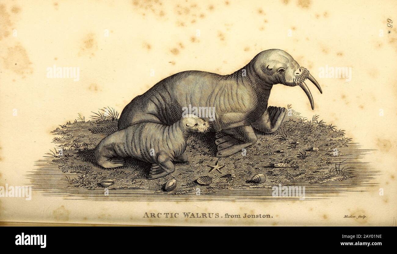 Walrus from General zoology, or, Systematic natural history Part I, by ...