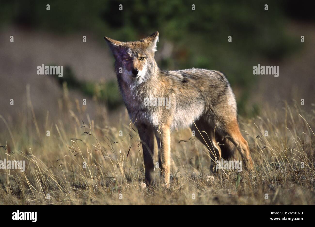 Praeriewolf hi-res stock photography and images - Alamy