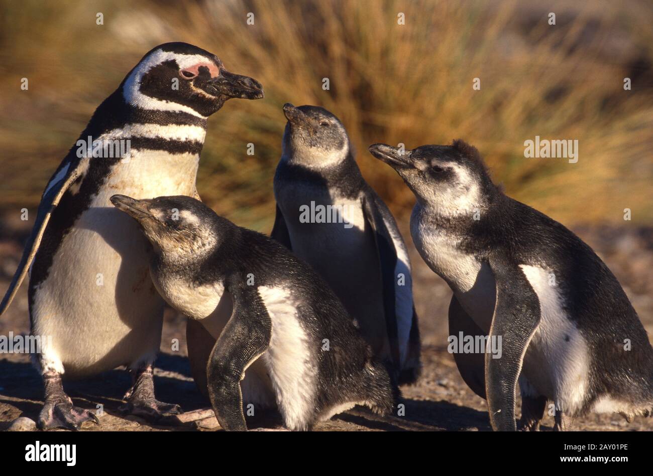 Magellanic Penguin, Magellanic Penguin, Spheniscus magellanicus ...