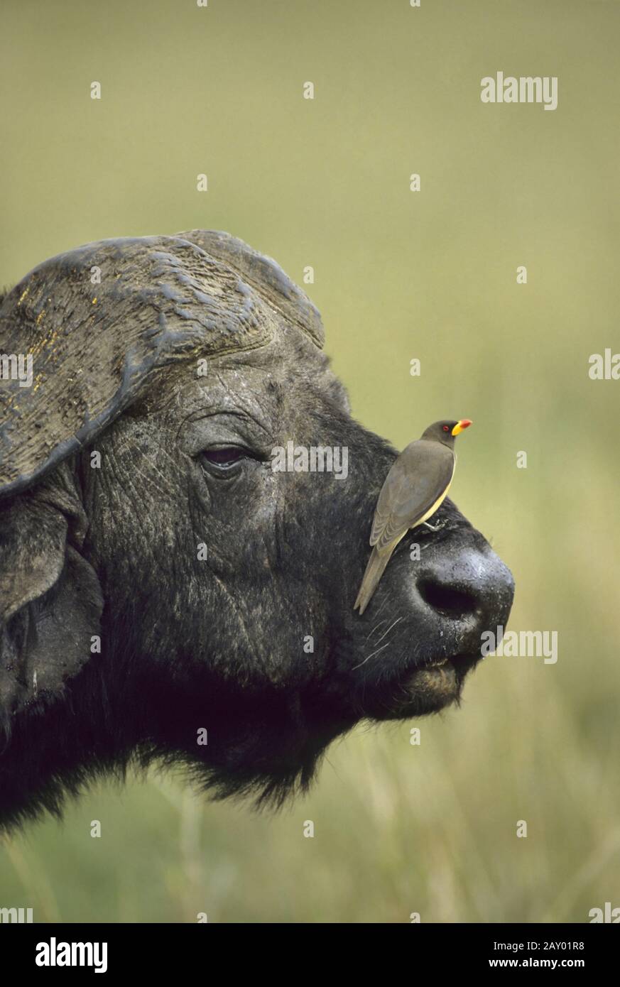 African buffalo and yellow-billed maggot chopper Stock Photo - Alamy