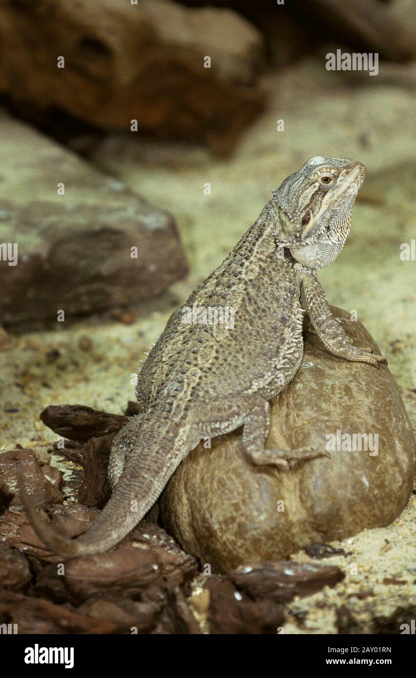 Adult Bearded Dragon High Resolution Stock Photography and Images - Alamy
