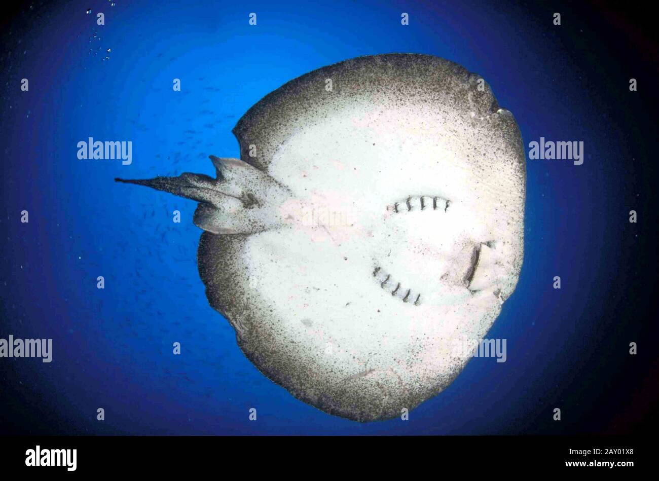 Manta marmorata hi-res stock photography and images - Alamy