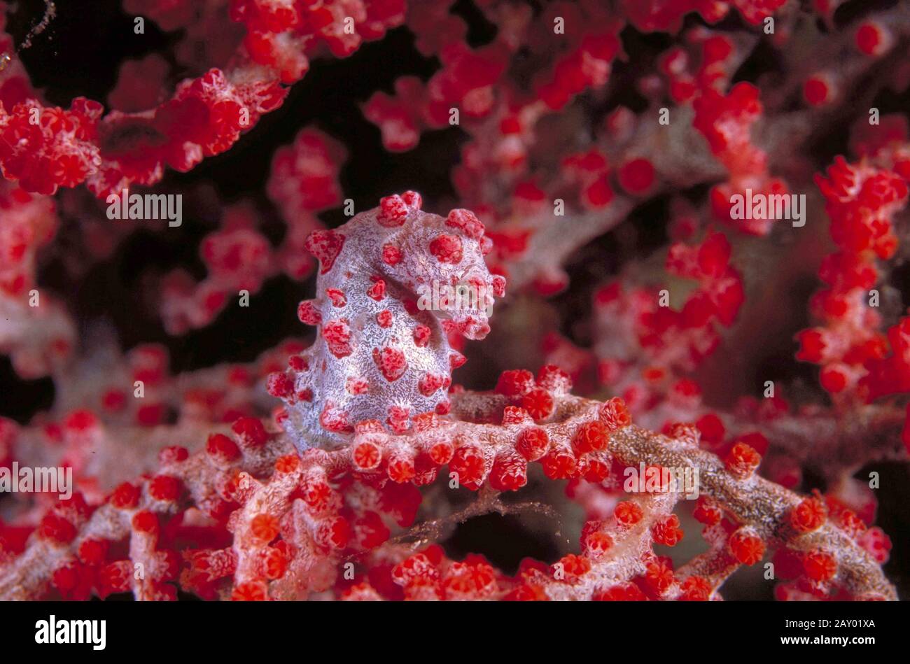 pygmy sea horses dwarf seahorses pygmy sea horse hippocampus bargibanti ...