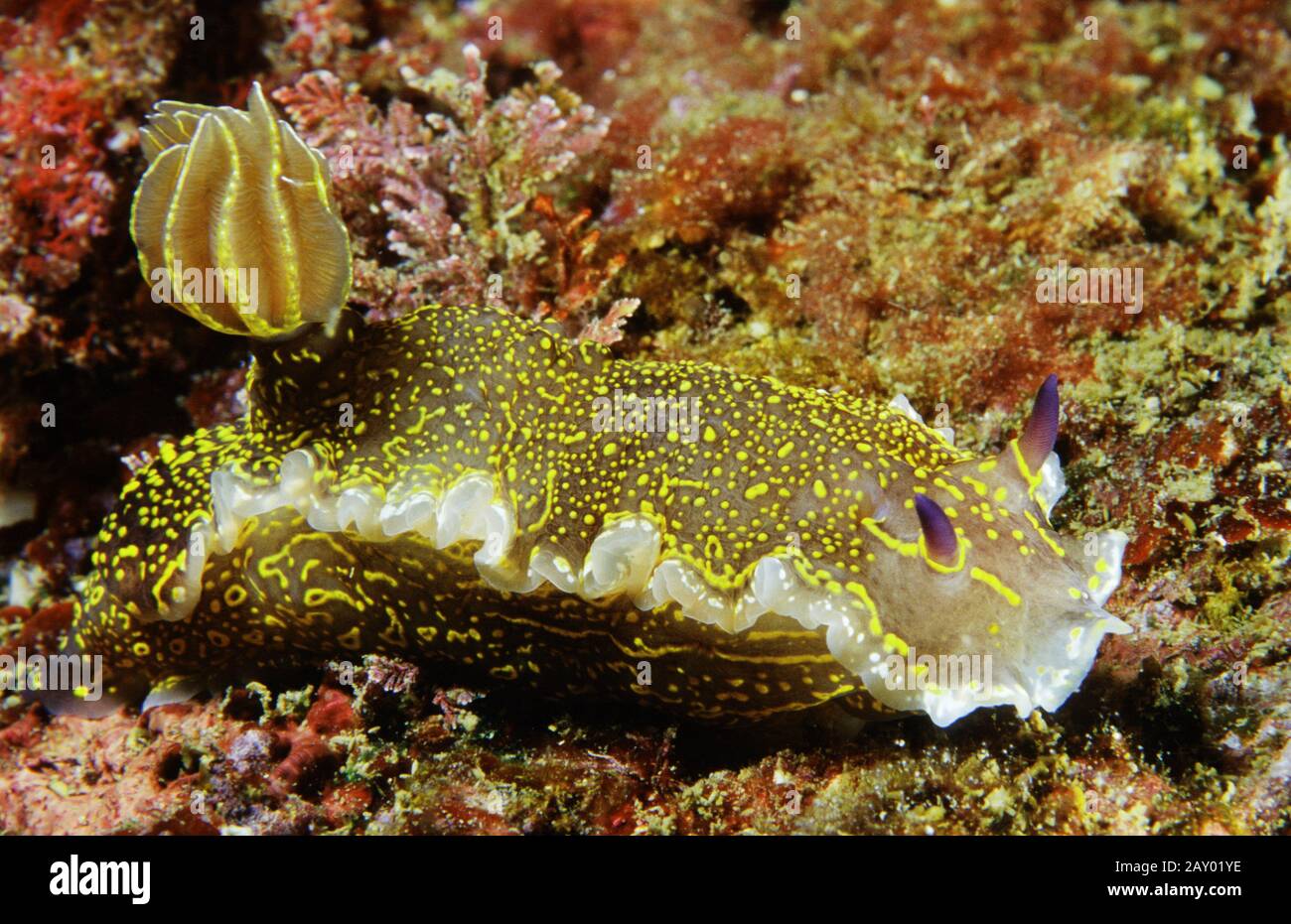 yellow-violet star snail Stock Photo - Alamy