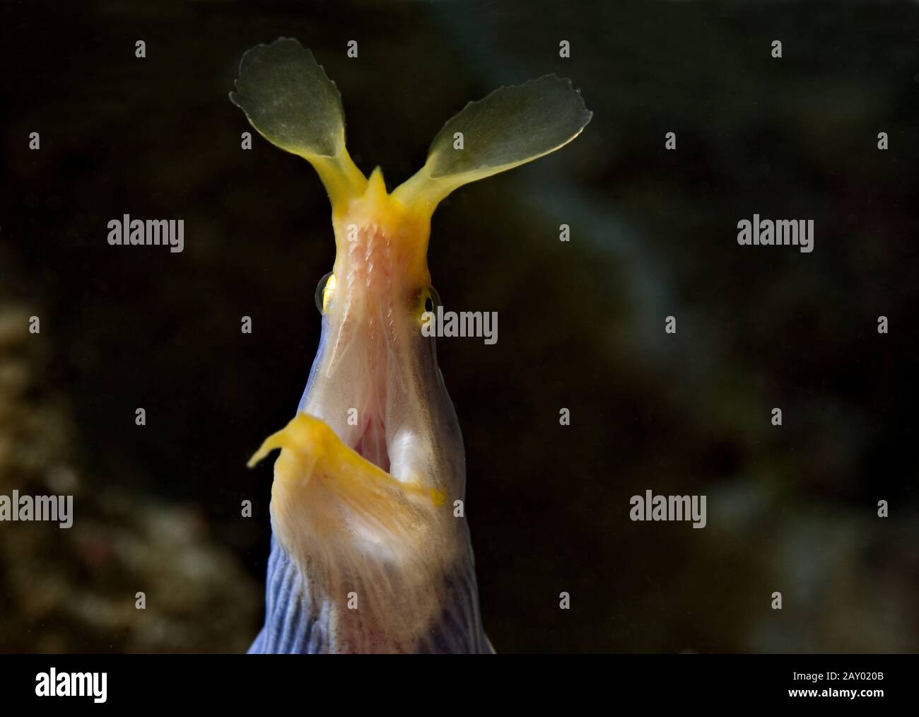 Ghost Moray, Gymnothorax Phasmatodes Stock Photo - Alamy