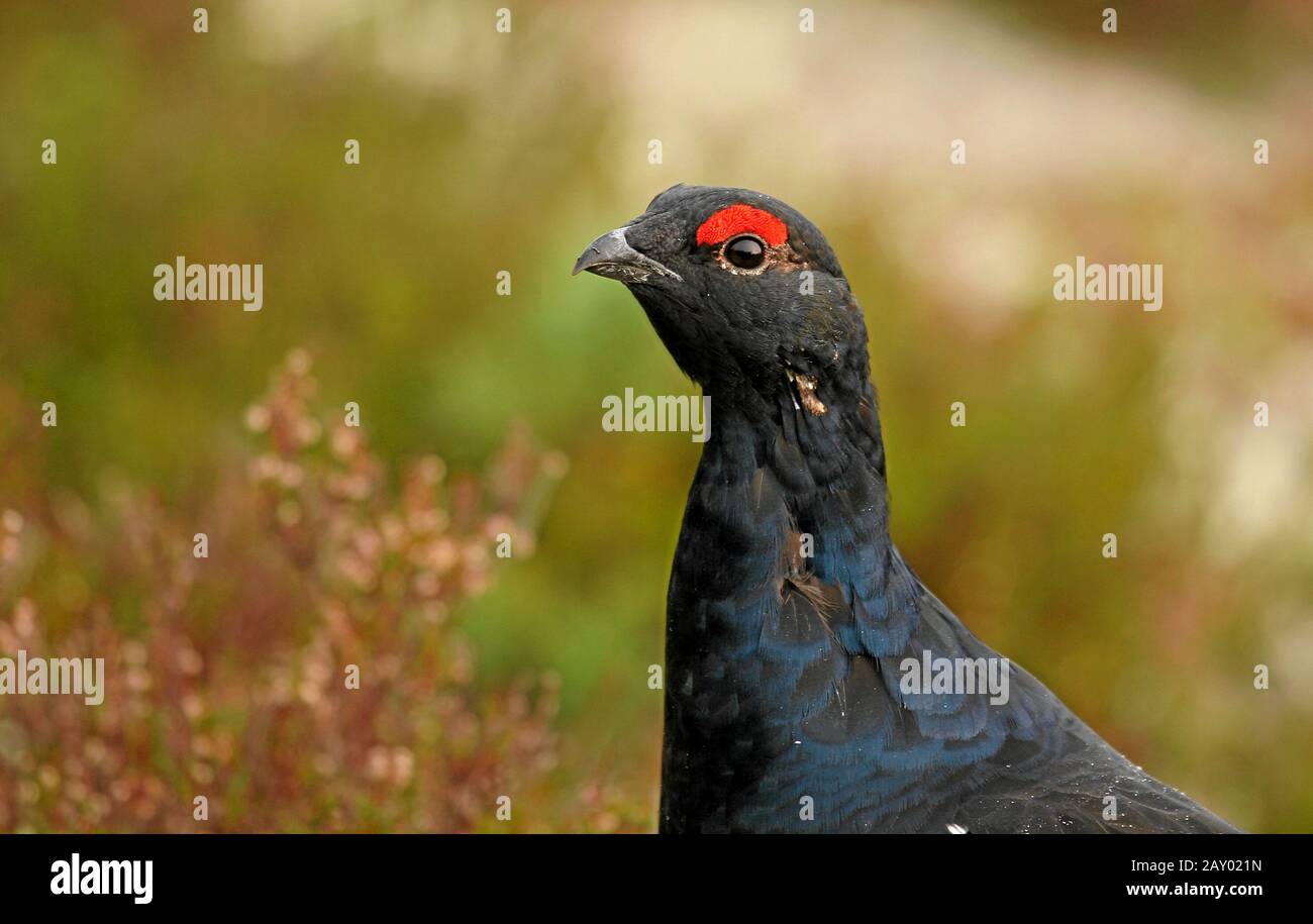 Black Grouse,Birkhuhn,Tetrao tetrix,Bird,Huehnervoegel,Raufusshuehner ...