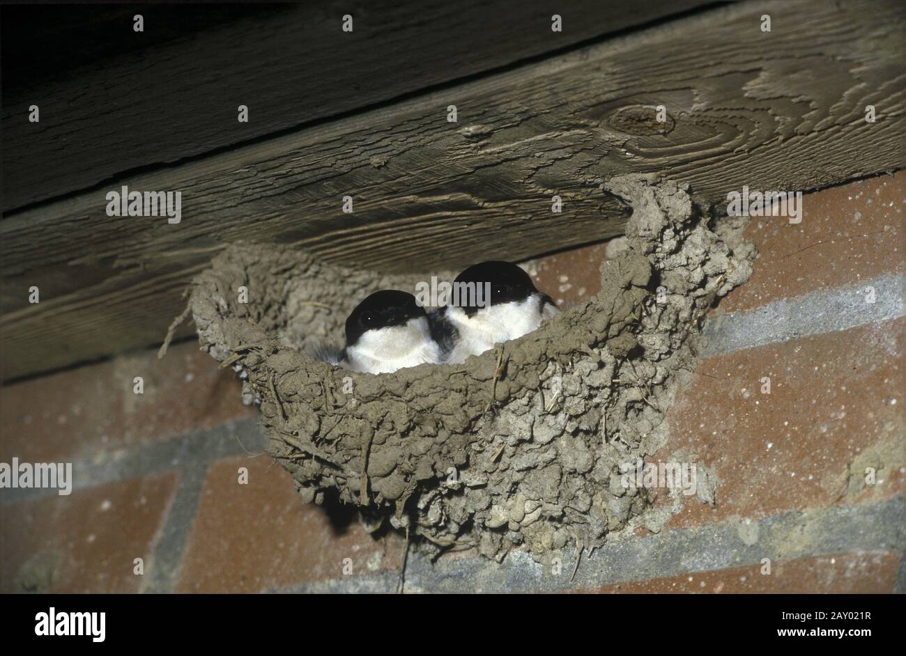 House Martin, Europe, Europe, Swallows, Martins, Birds, Bird, Birds ...