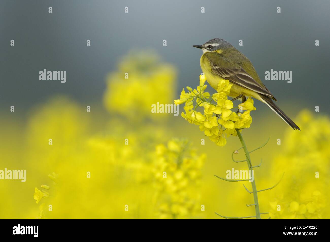 Schafstelze, Motacilla flava, Yellow Wagtail, Blue-headed Wagtail ...