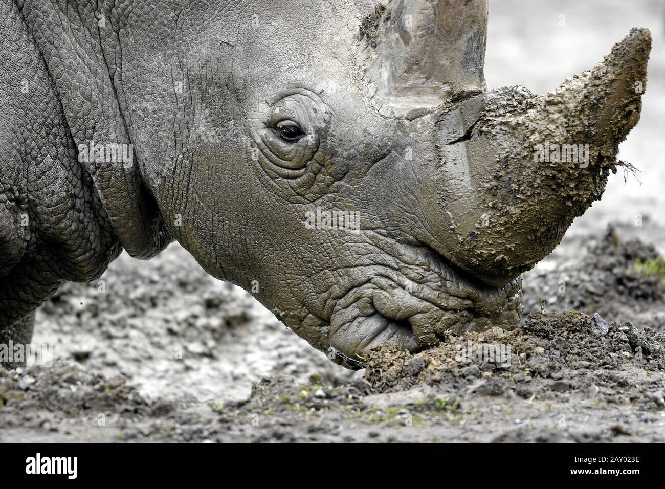 White rhinoceros mud wallow hi-res stock photography and images - Alamy