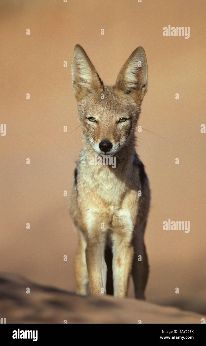 Hyena jackals prey hi-res stock photography and images - Alamy