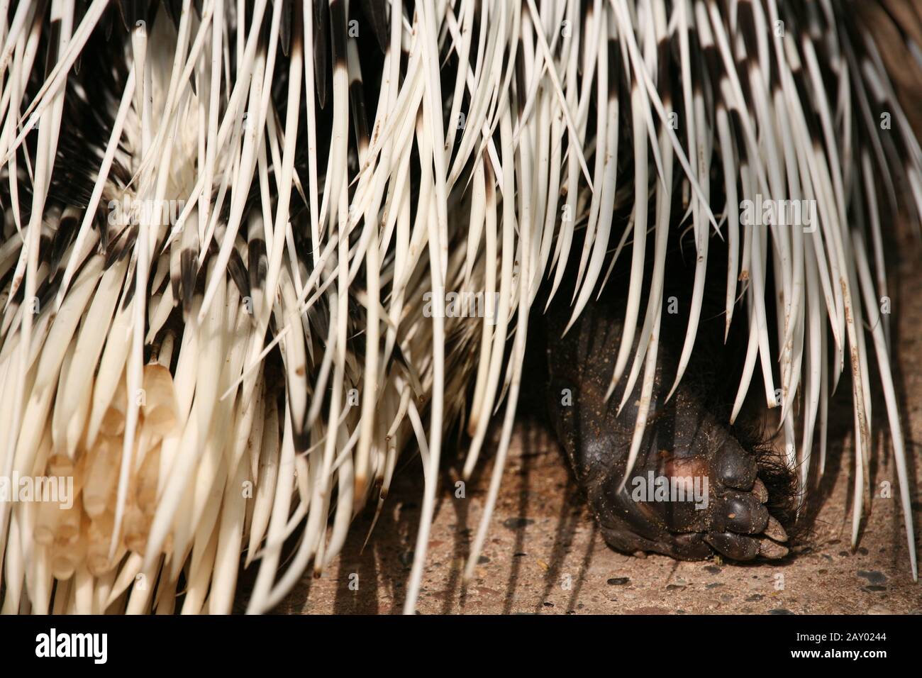 Prickly animals hi-res stock photography and images - Alamy