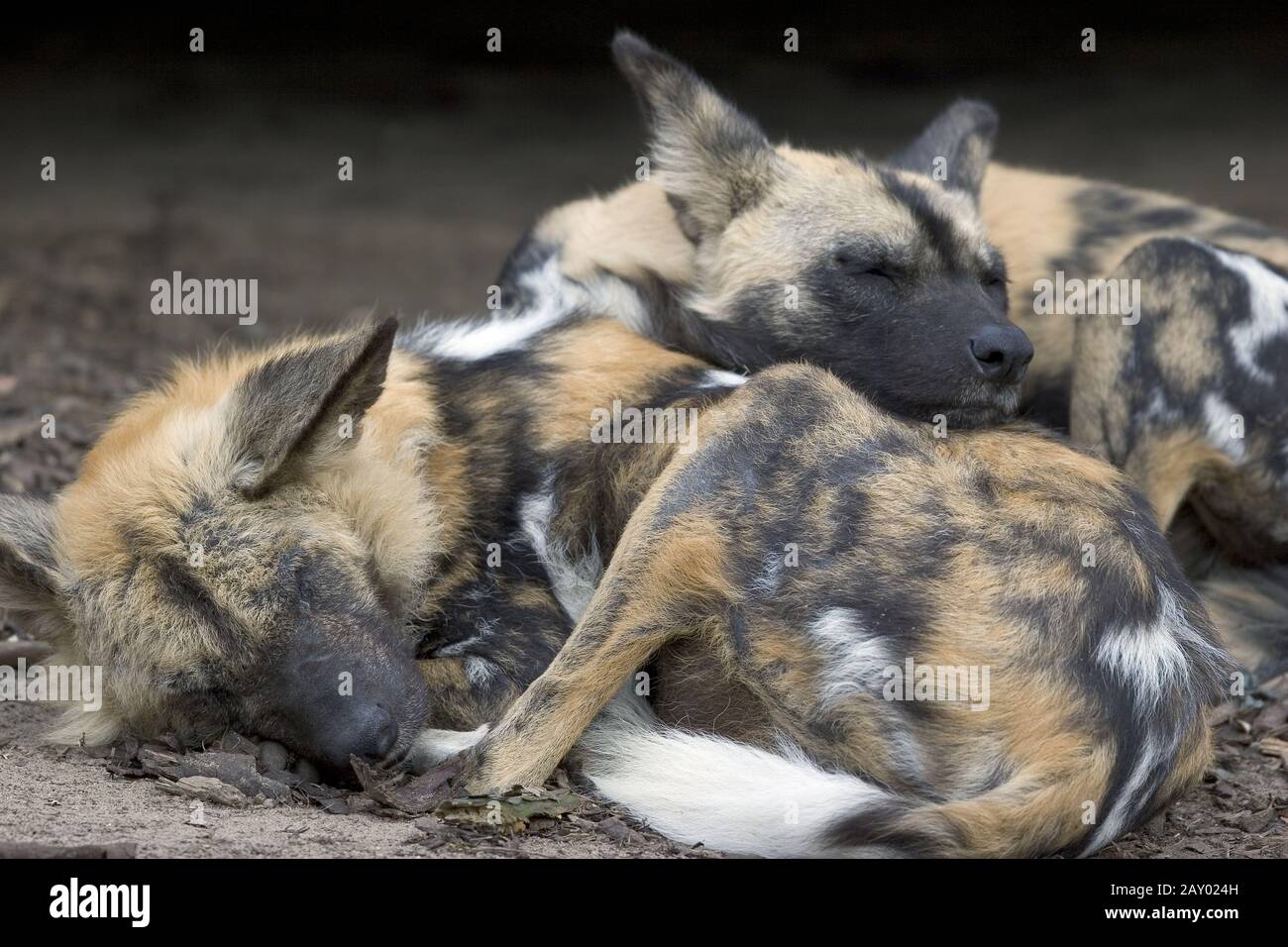 African wild dogs Stock Photo - Alamy