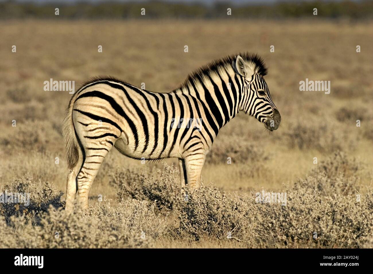 Zebra, Equus quagga Stock Photo - Alamy