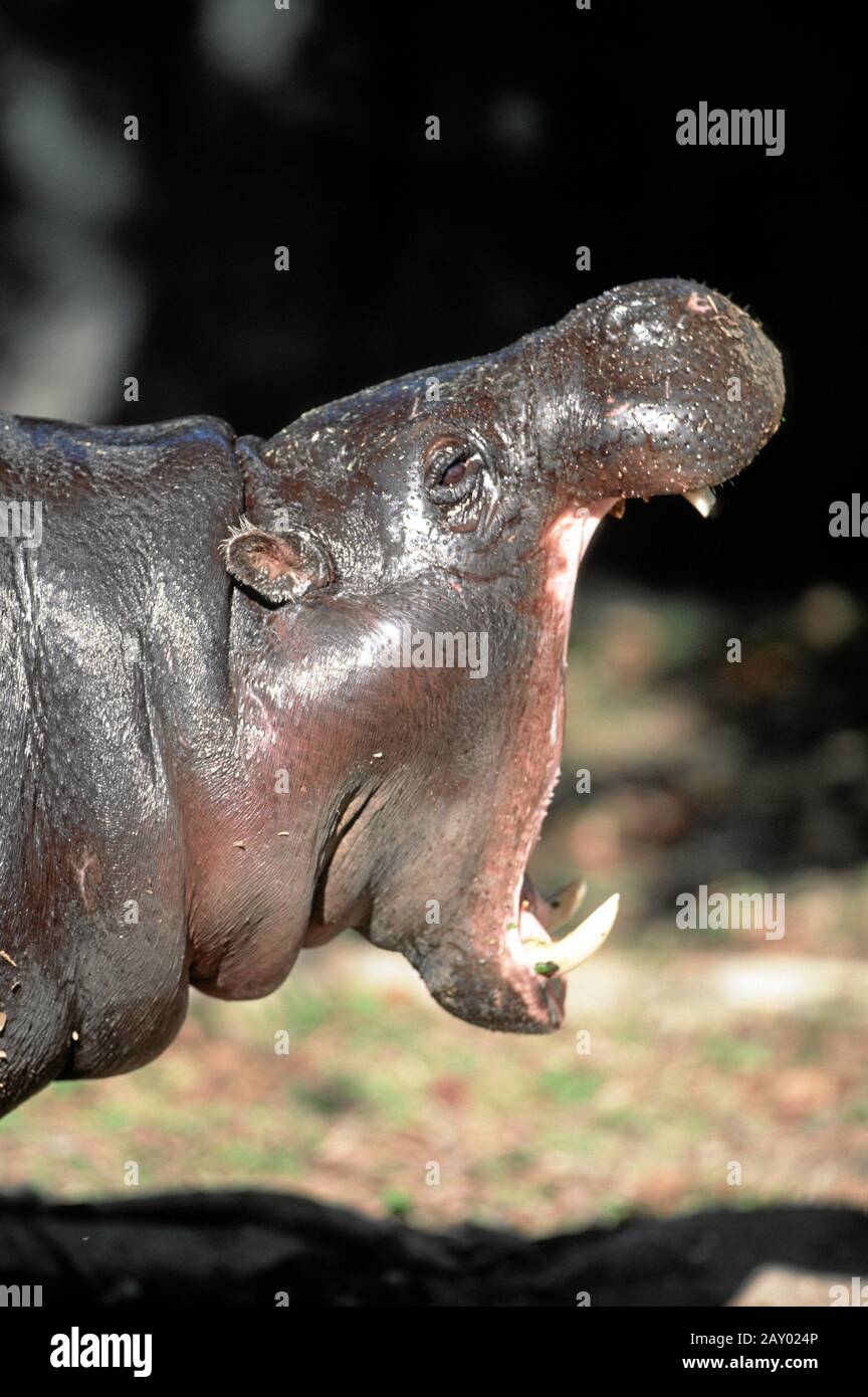 Pygmy hippopotamuses choeropsis liberiensis hi-res stock photography ...