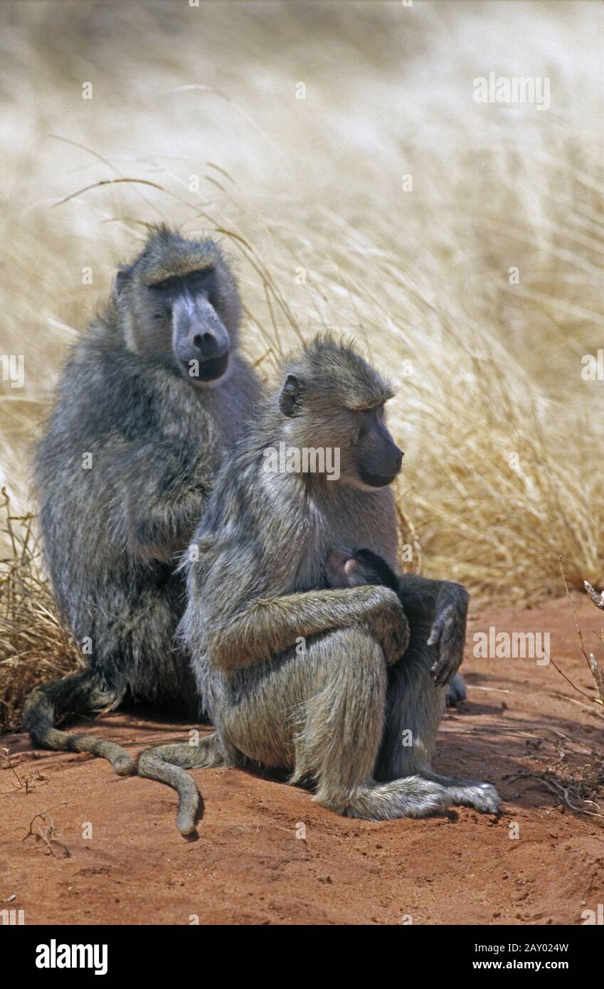 Red baboons hi-res stock photography and images - Alamy