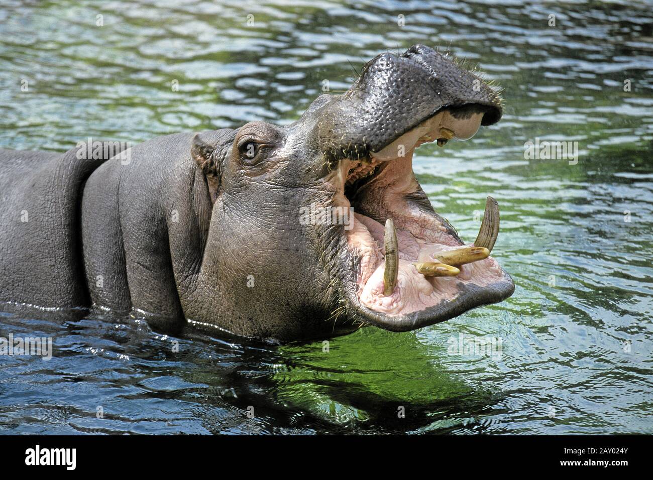 Hippo teeth funny hi-res stock photography and images - Alamy