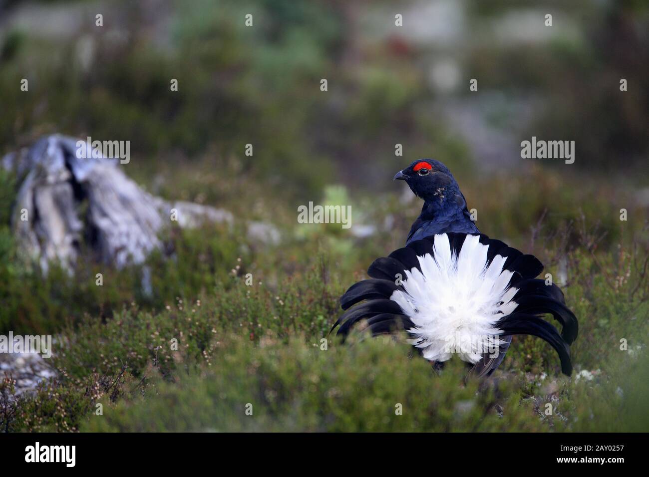 Birkhahn, Herbstbalz, Balz, sweden, blackchok, black-cock, courtship ...