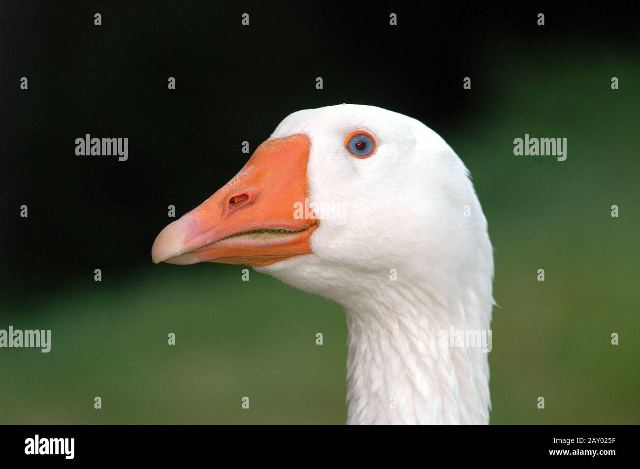 Hausgans hi-res stock photography and images - Alamy