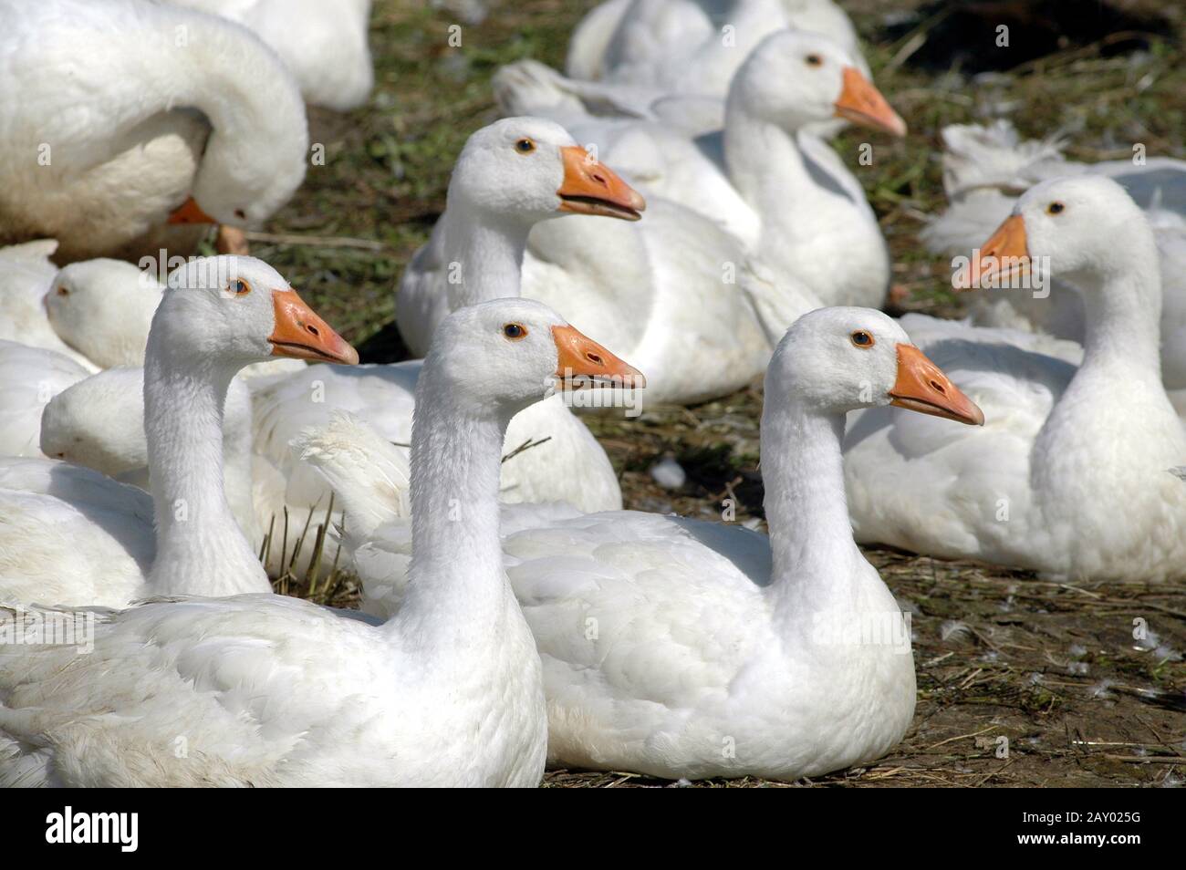 Hausgans hi-res stock photography and images - Alamy