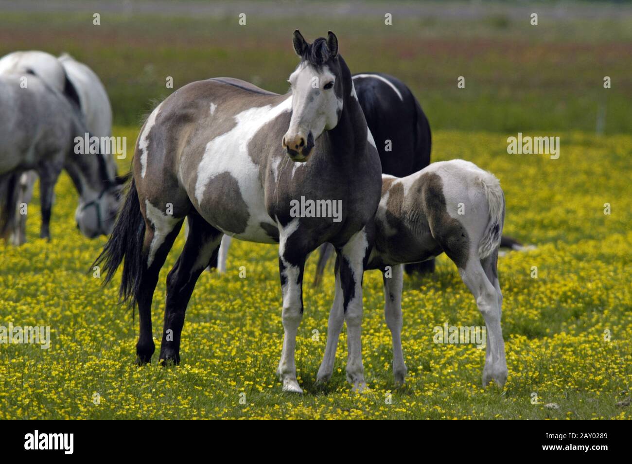 American paint horse hi-res stock photography and images - Alamy