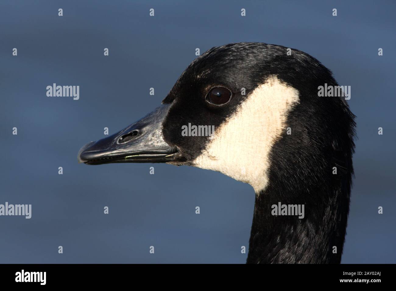 Kanadagans Branta canadensis Canadian Goose, Germany Stock Photo - Alamy