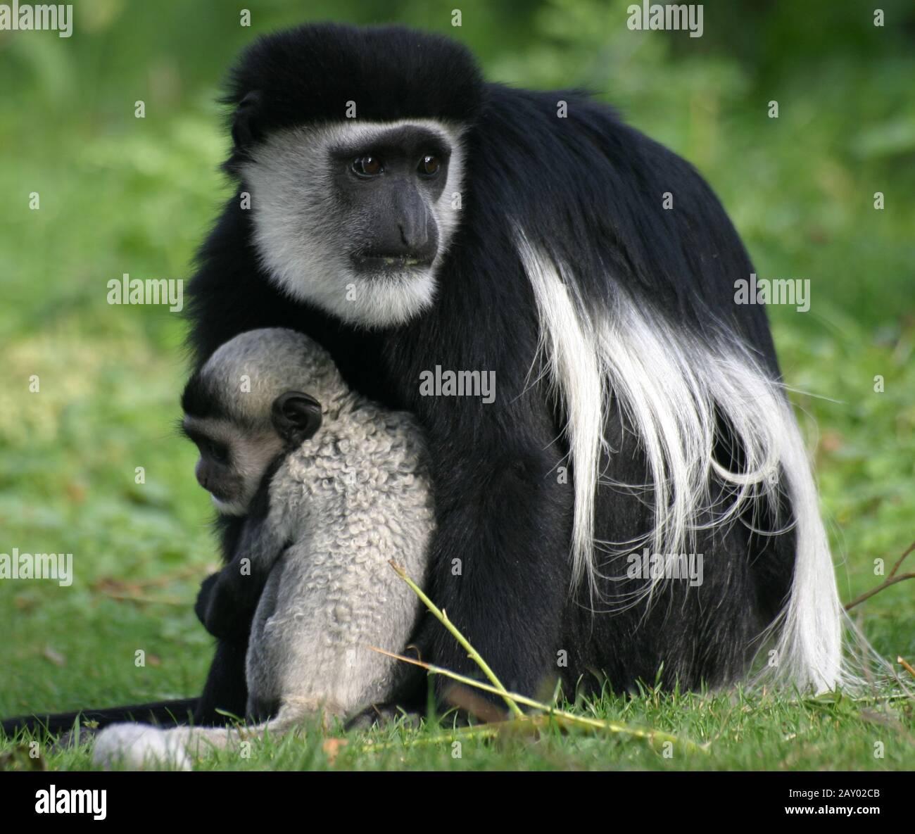 Abyssinian black and white colobus hi-res stock photography and images ...
