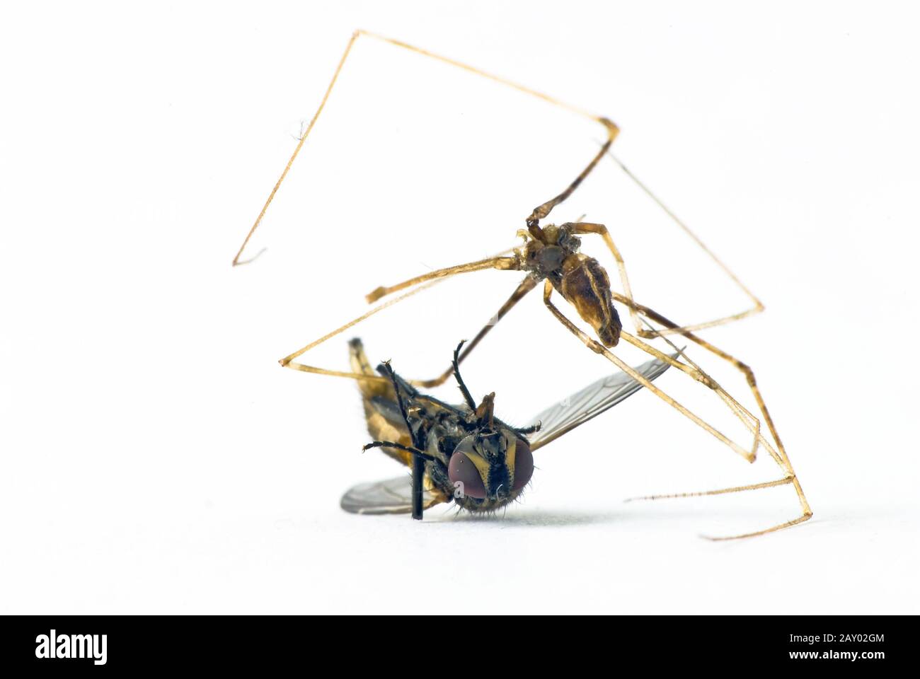 Fly and spider Stock Photo - Alamy