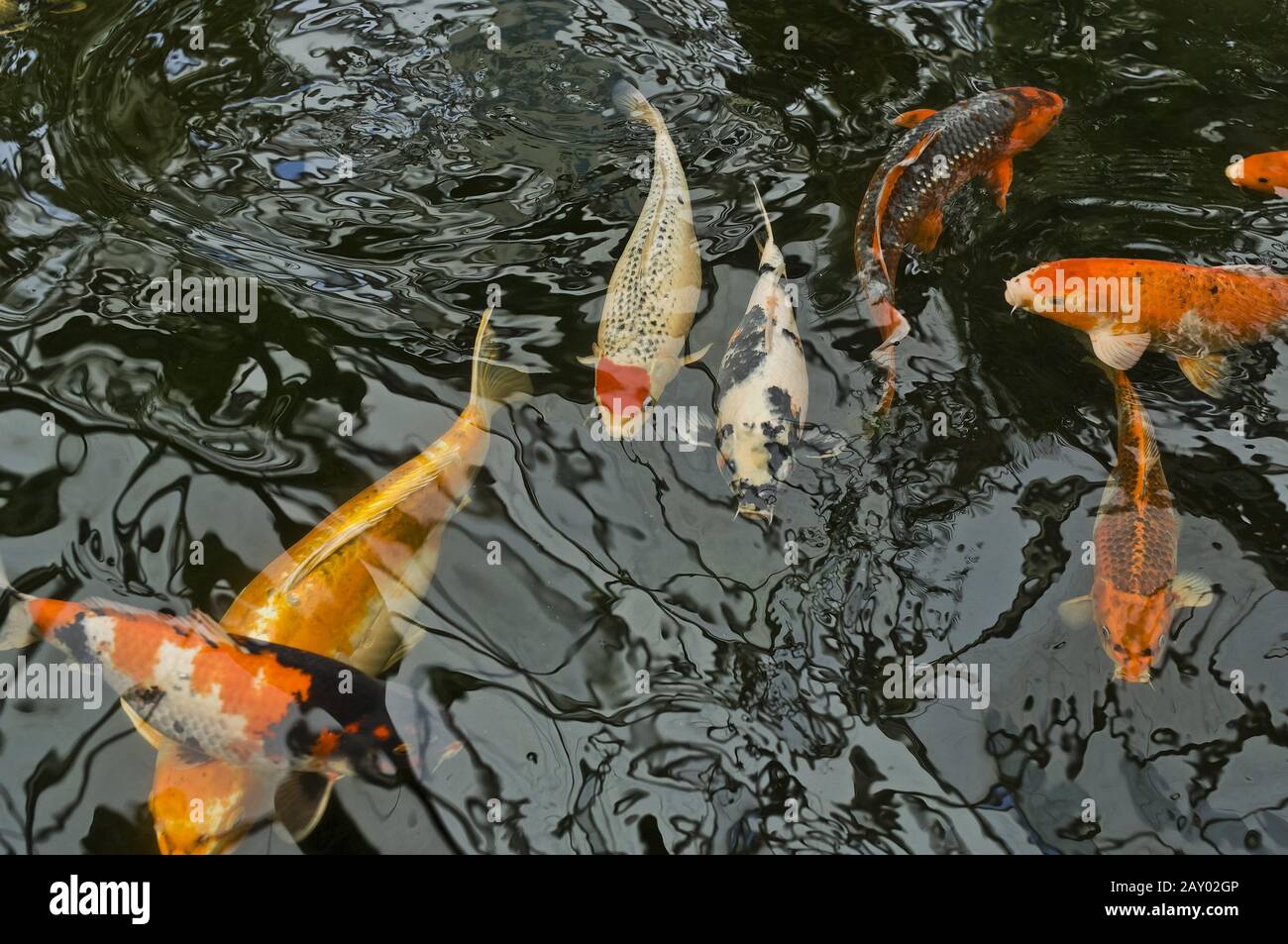 Fish in a pool Stock Photo - Alamy
