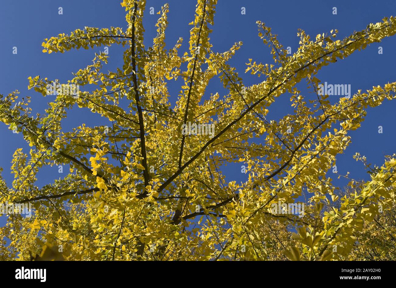 Ginkgo bilboa hi-res stock photography and images - Alamy
