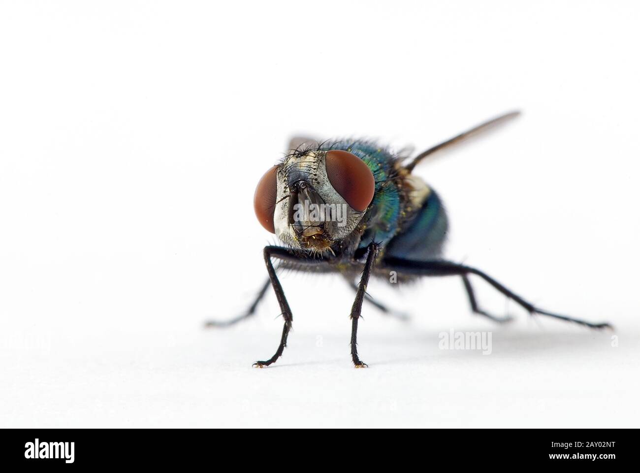 Fly in front view Stock Photo - Alamy