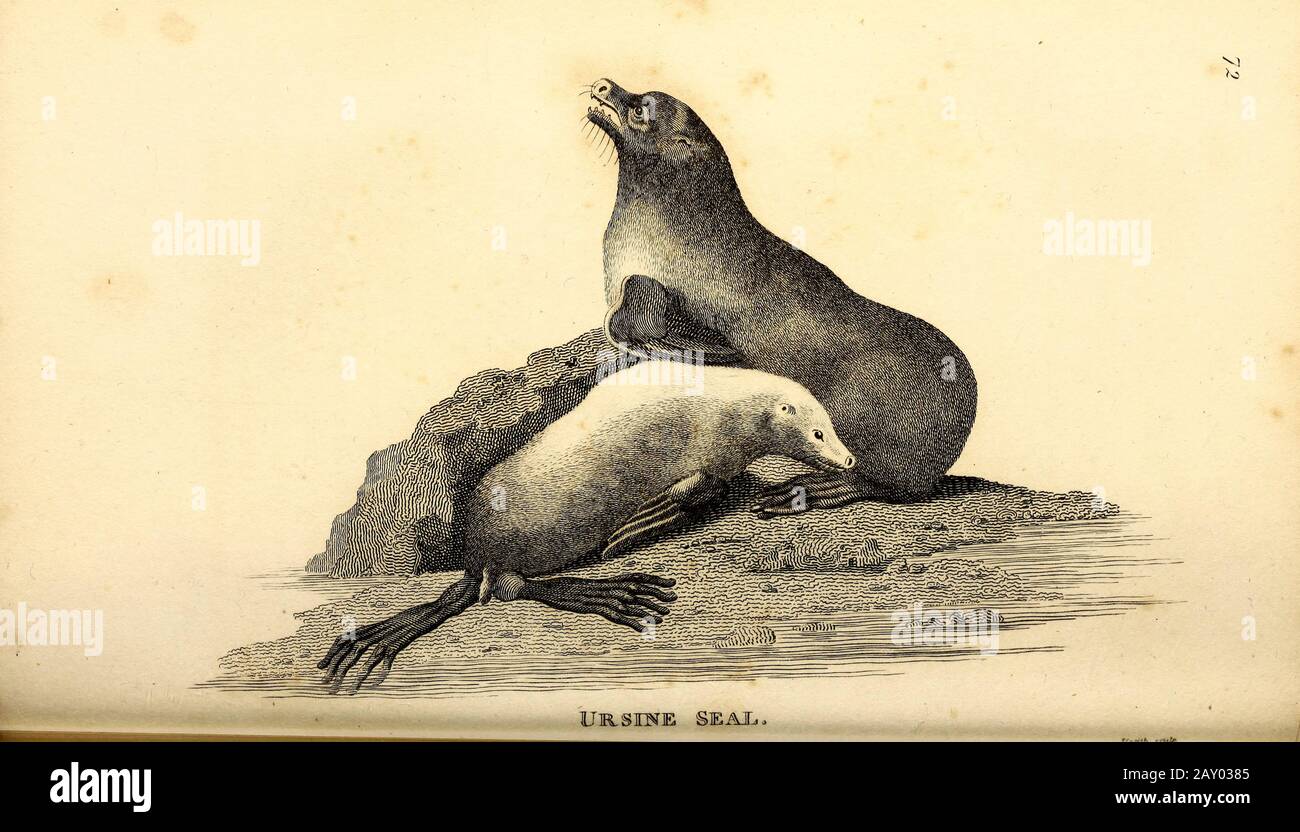 James seals hi-res stock photography and images - Alamy