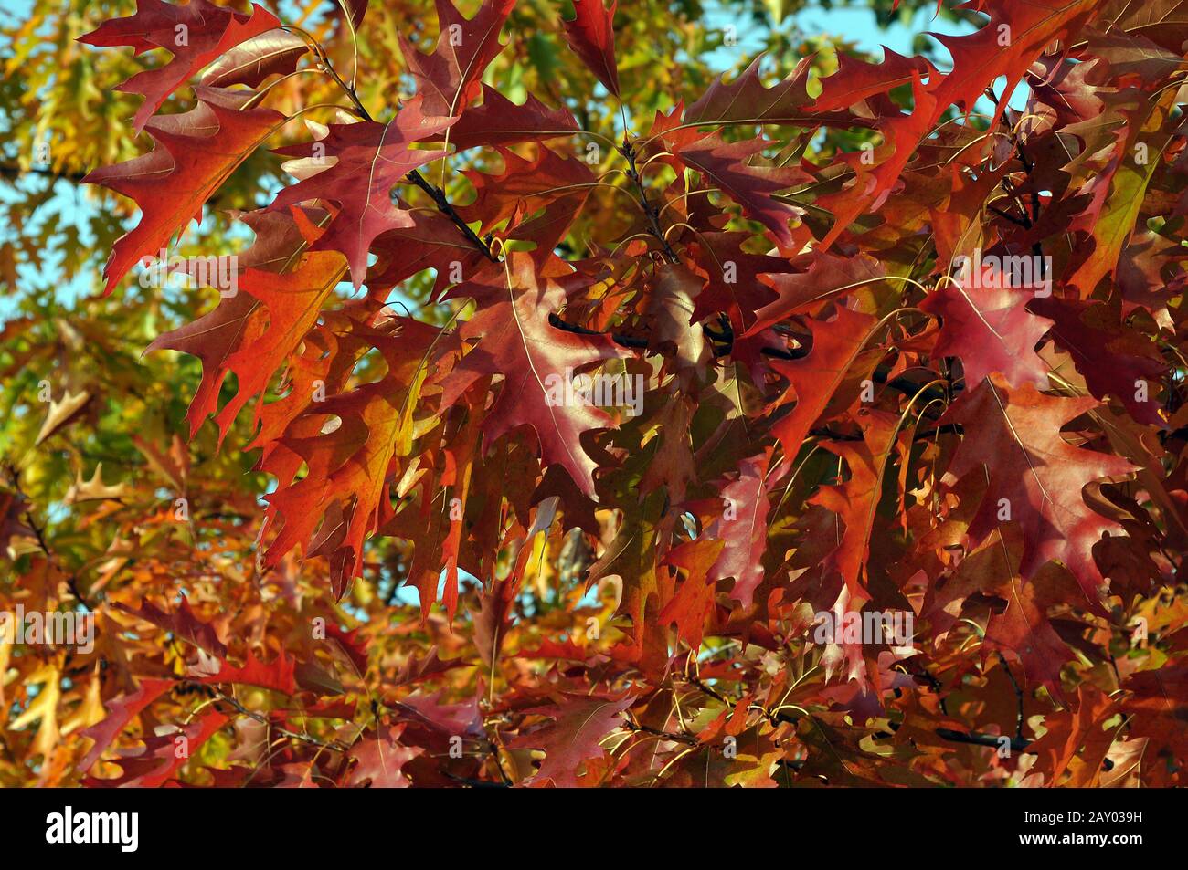 American red oak Stock Photo - Alamy