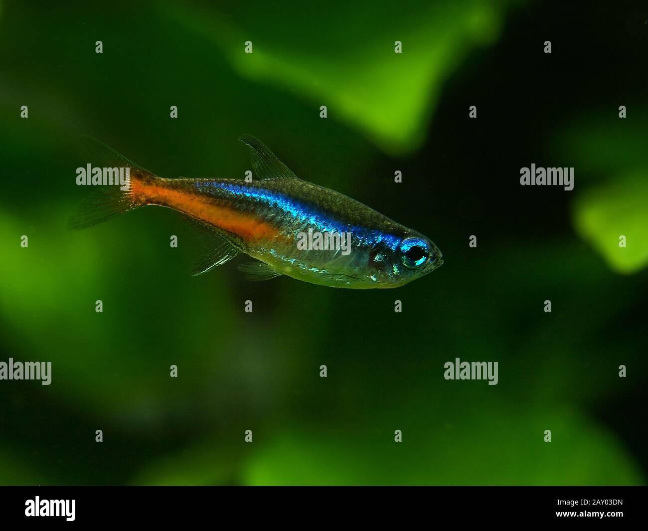 Neon fish hi-res stock photography and images - Alamy
