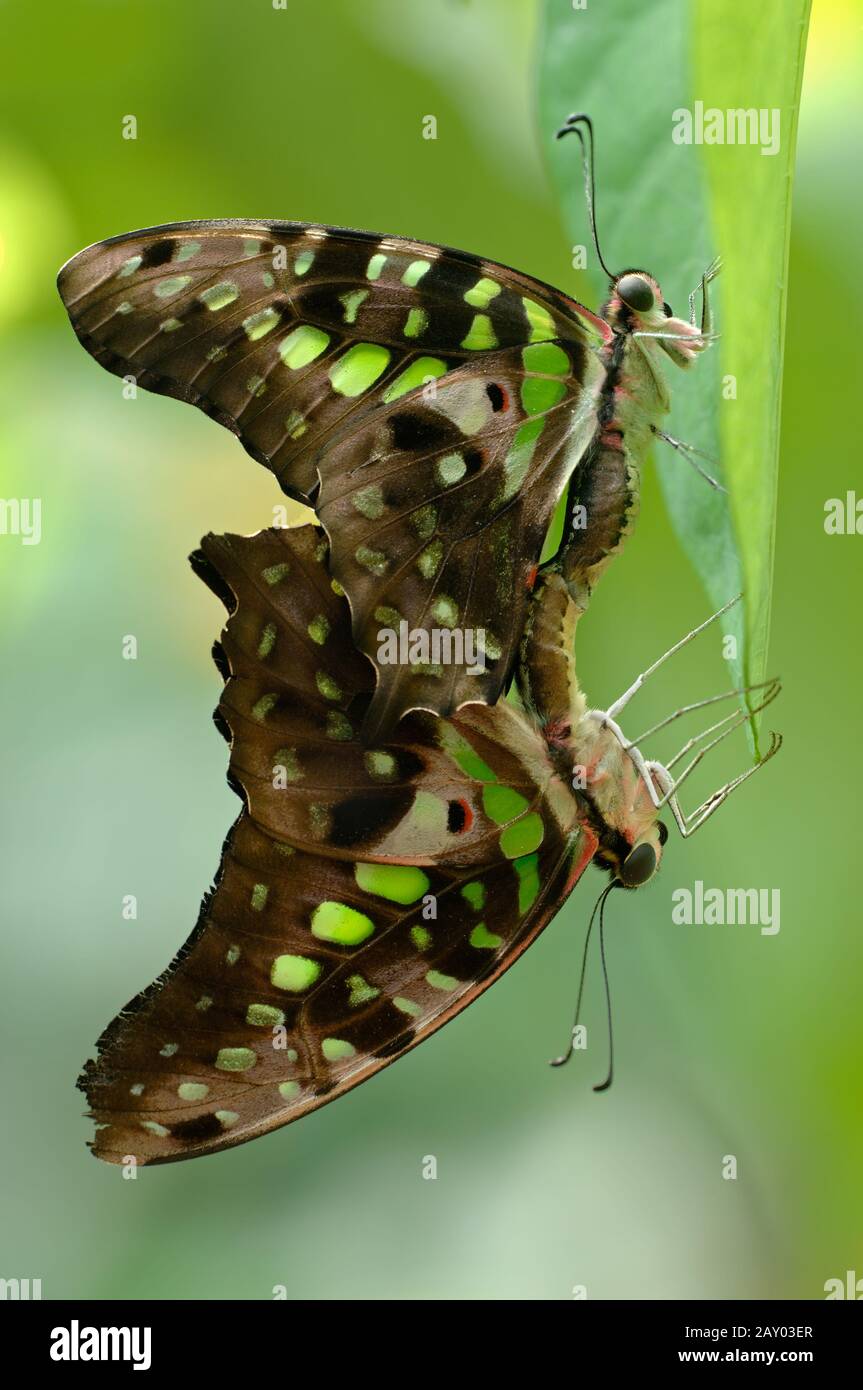The green spotted triangle hi-res stock photography and images - Alamy