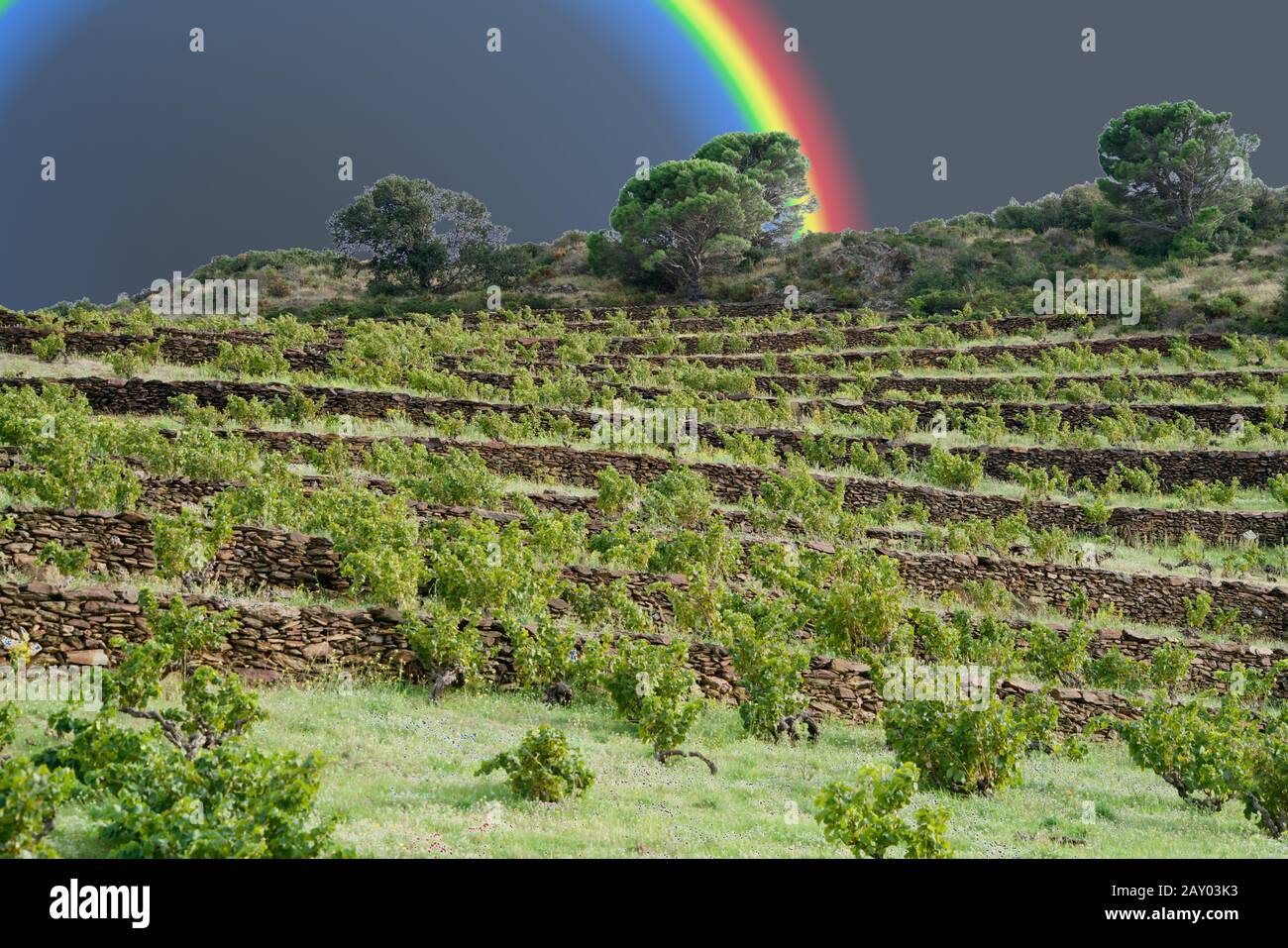 Vine terrace hi-res stock photography and images - Alamy