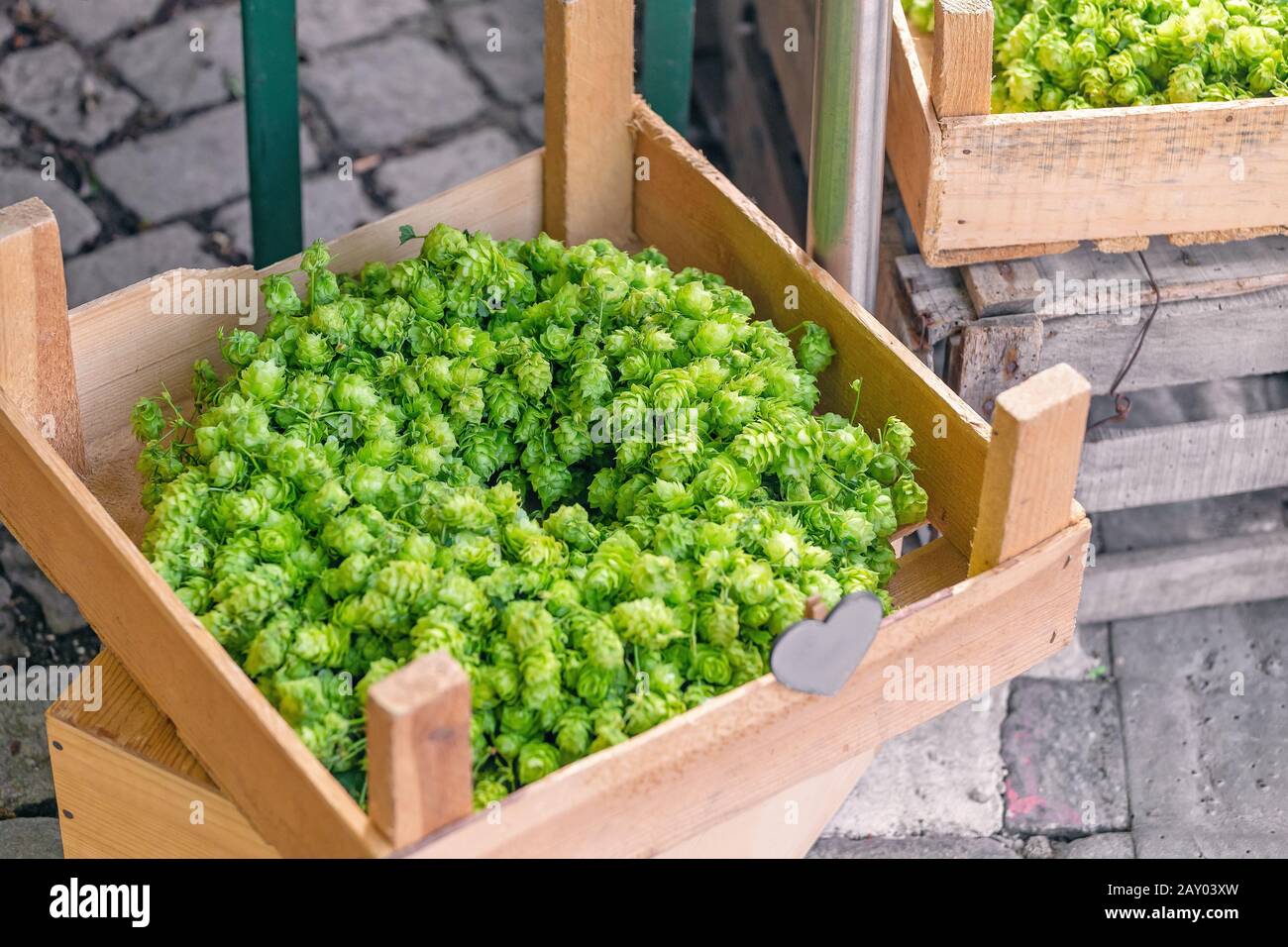 Green hops as a main product for brewing and herbal medicine Stock ...