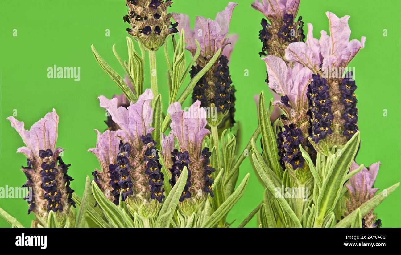Schopf lavender hi-res stock photography and images - Alamy