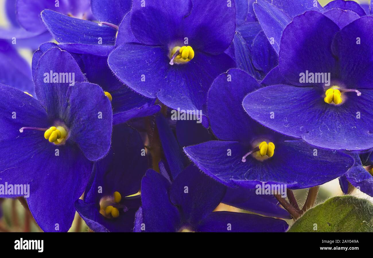 Violet prime hi-res stock photography and images - Alamy