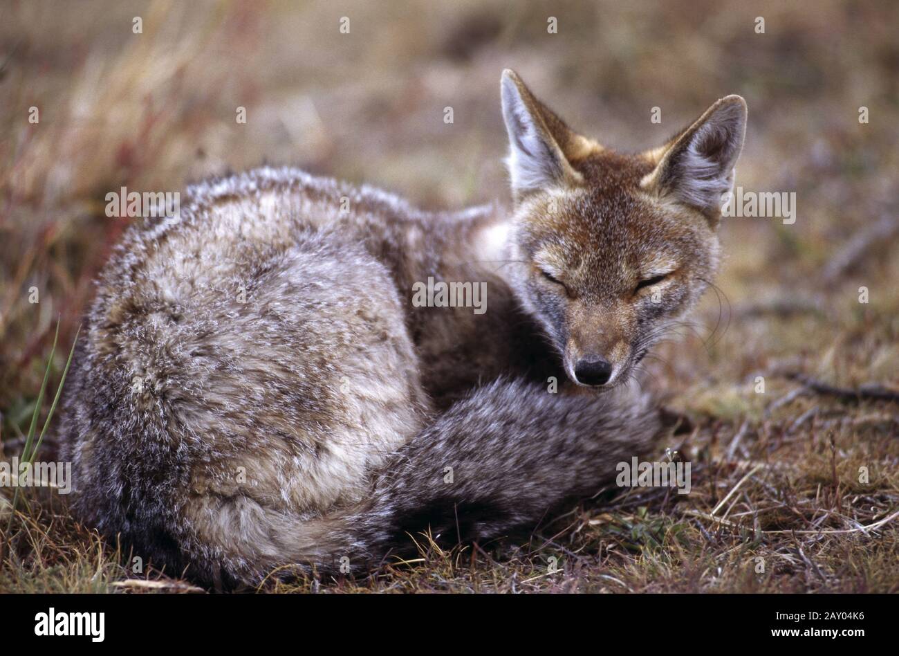 Andean fox hi-res stock photography and images - Alamy