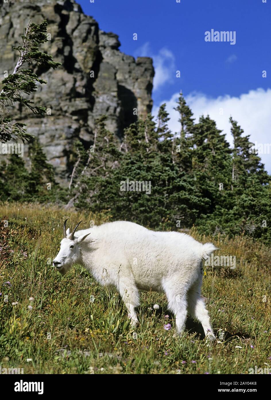 North american mountain goats hi-res stock photography and images - Alamy