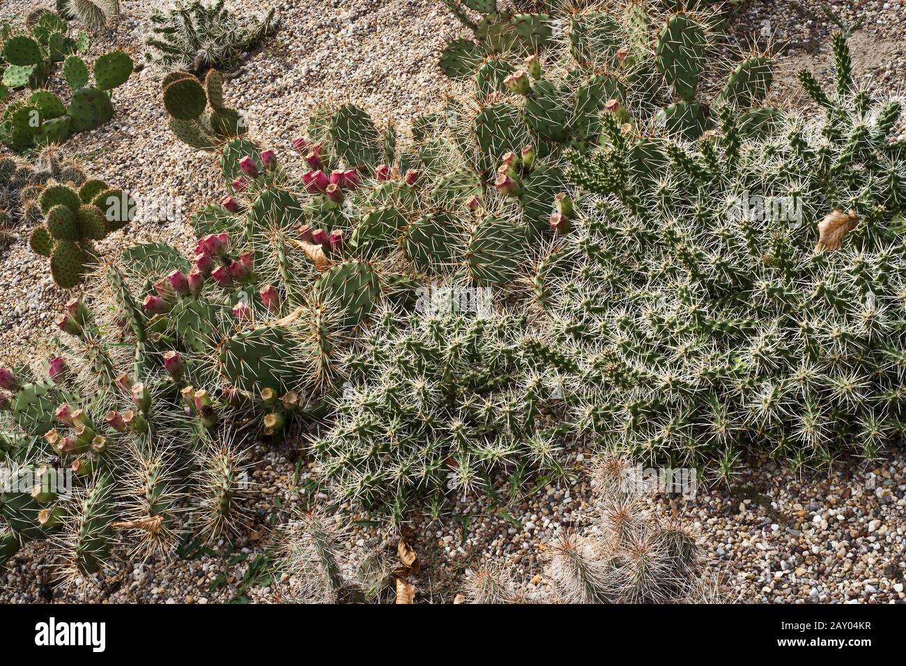 Kakteenbeet hi-res stock photography and images - Alamy
