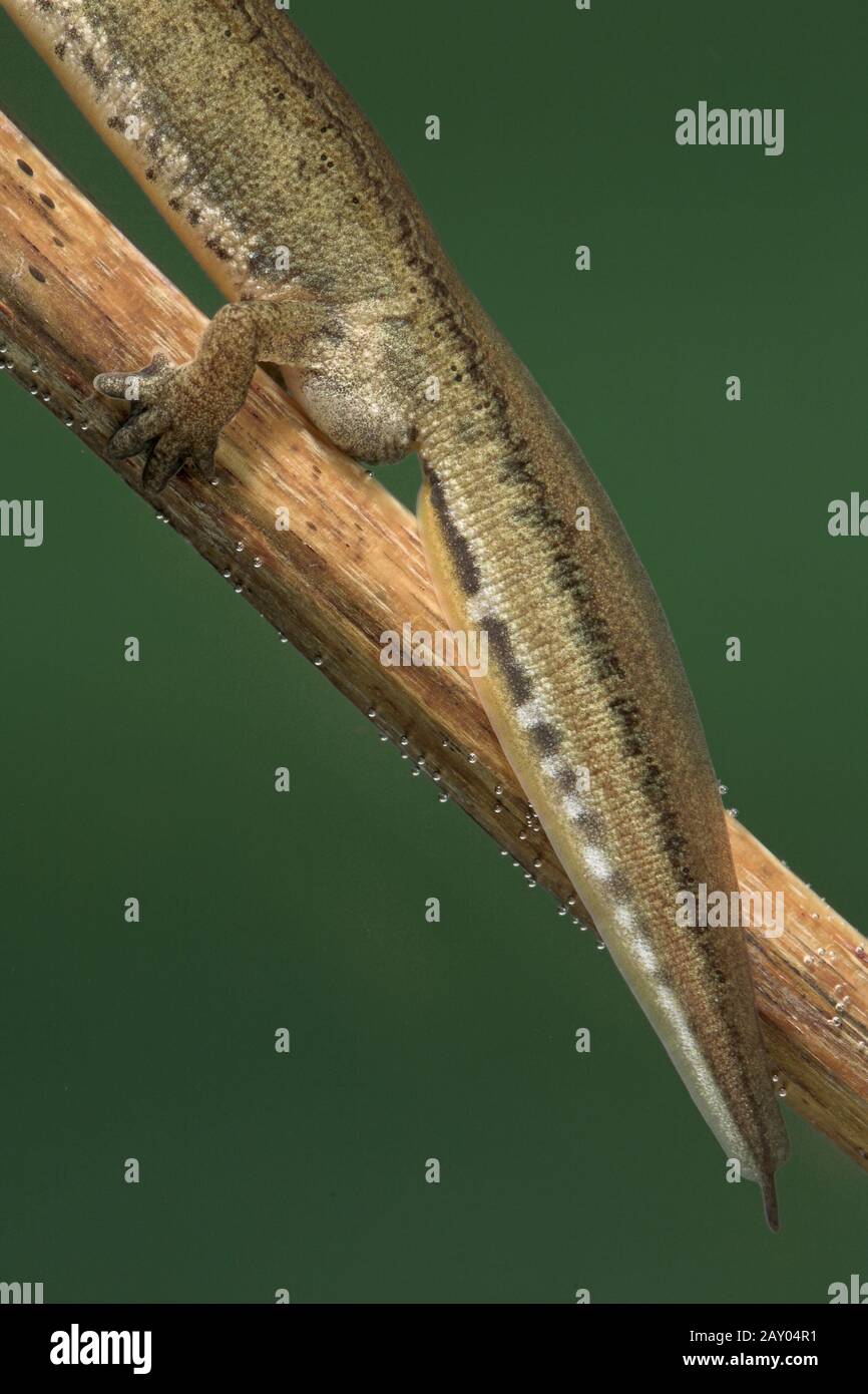 Palmate Newt Triturus Helveticus High Resolution Stock Photography and ...