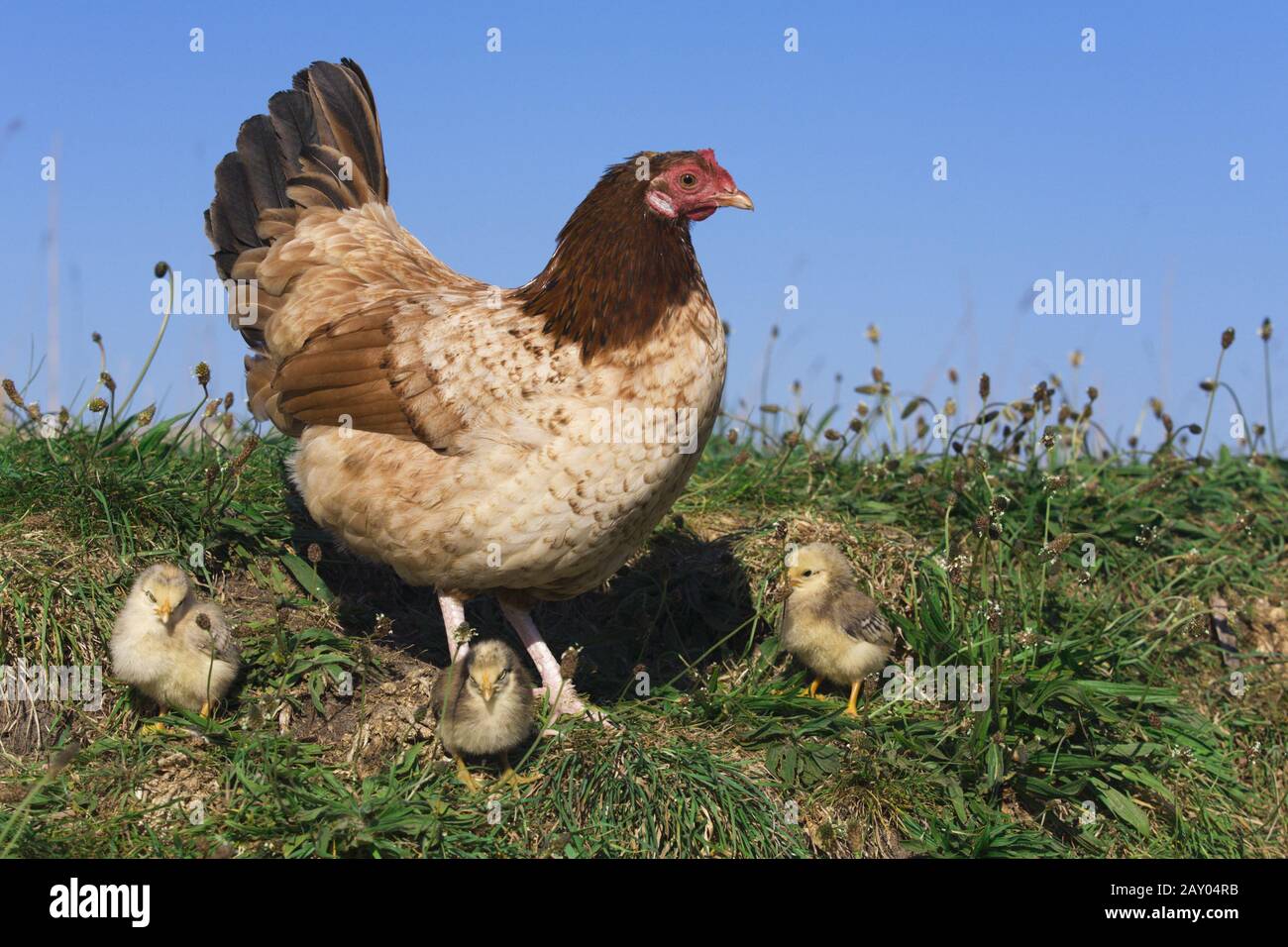Haushuhn, Freilandhaltung, Hahn, Henne, Gallus gallus, Gallus ...