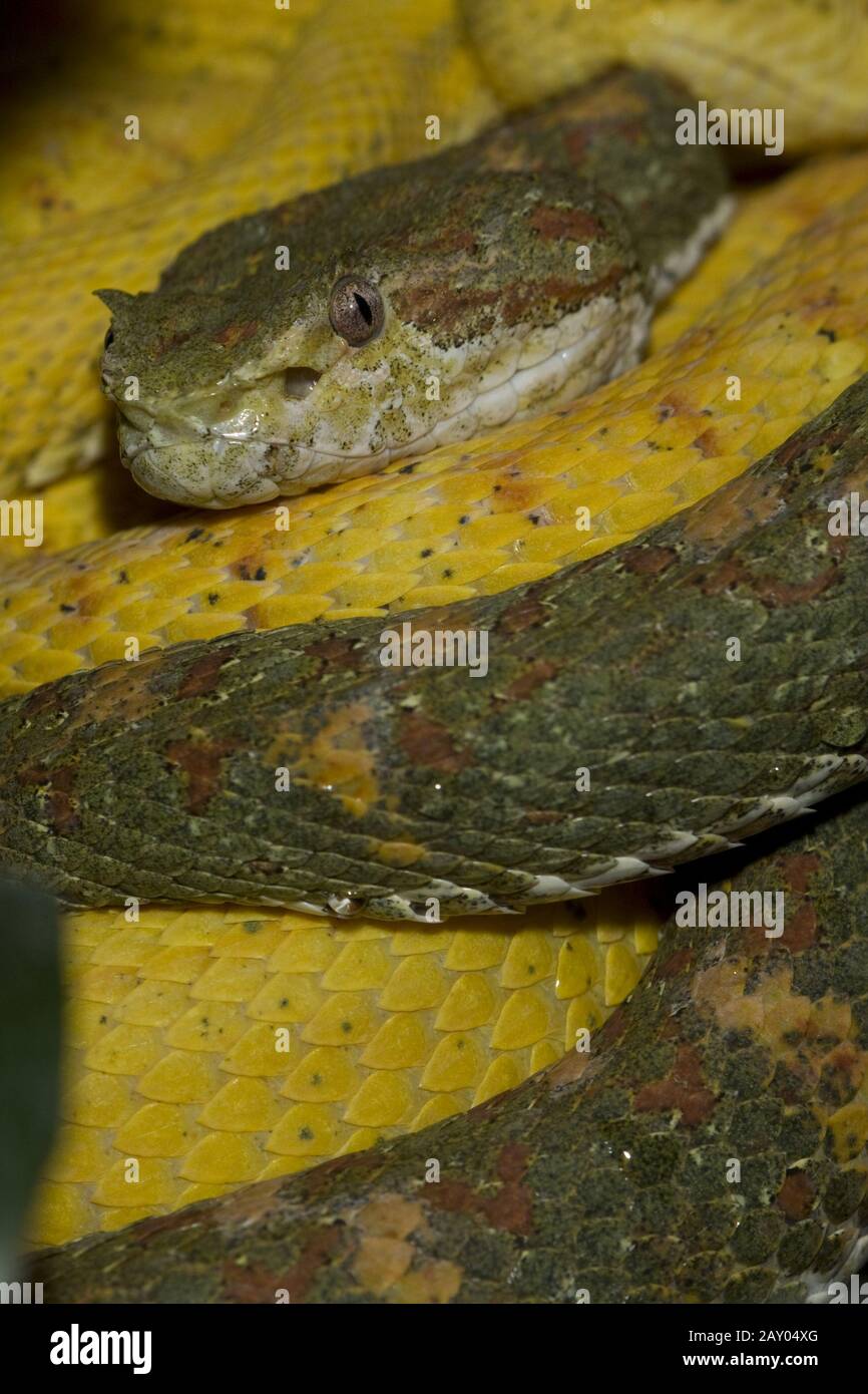 Bothrops schlegeli hi-res stock photography and images - Alamy