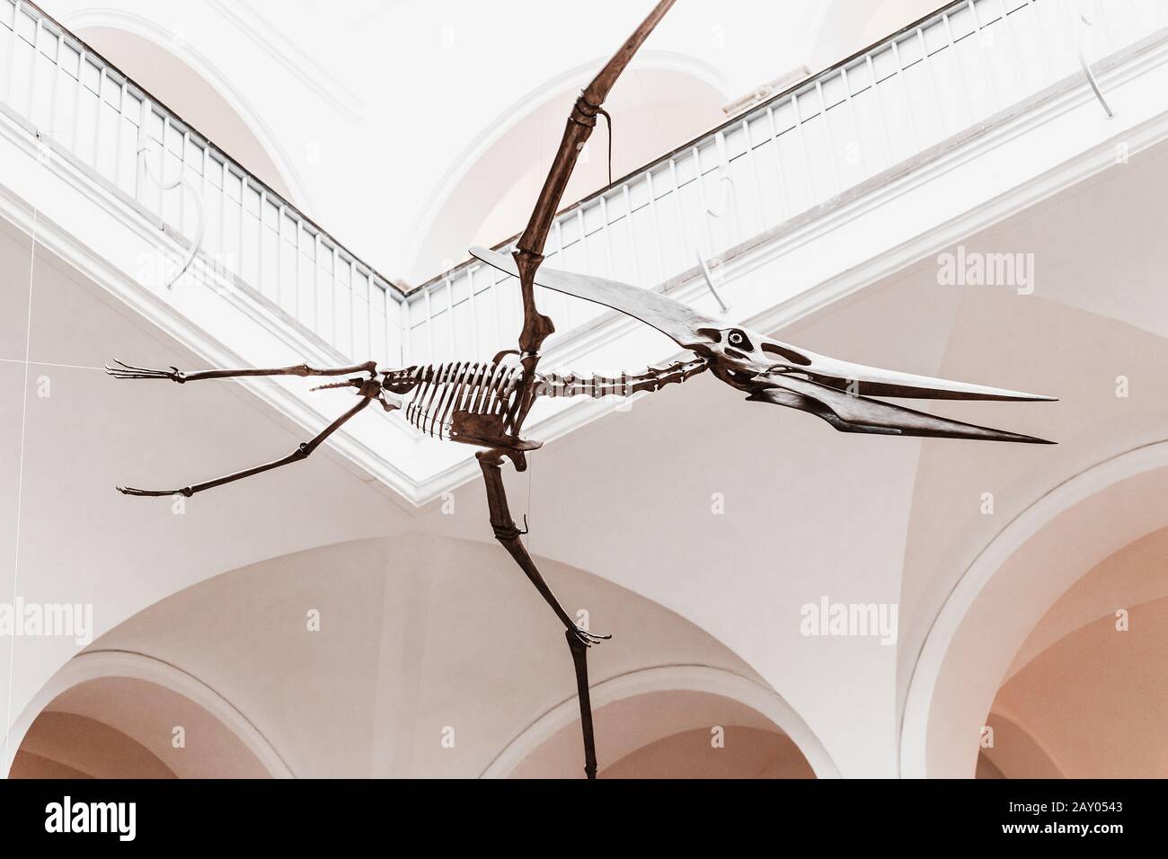Pterosaur Skeleton