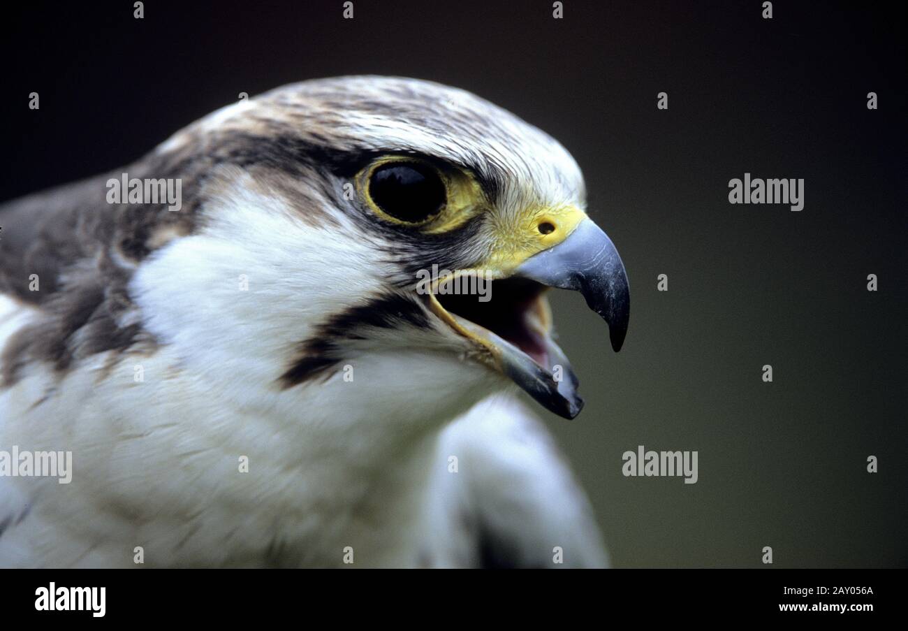 Laggar Falcon, Falco jugger Stock Photo - Alamy